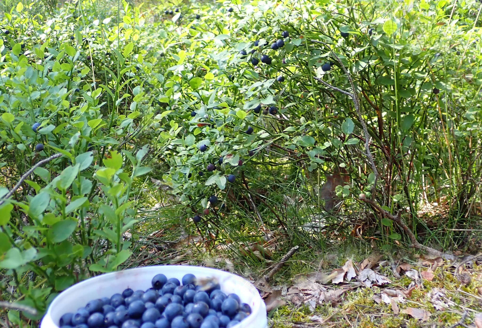 Waldfrüchte bereit zur Ernte