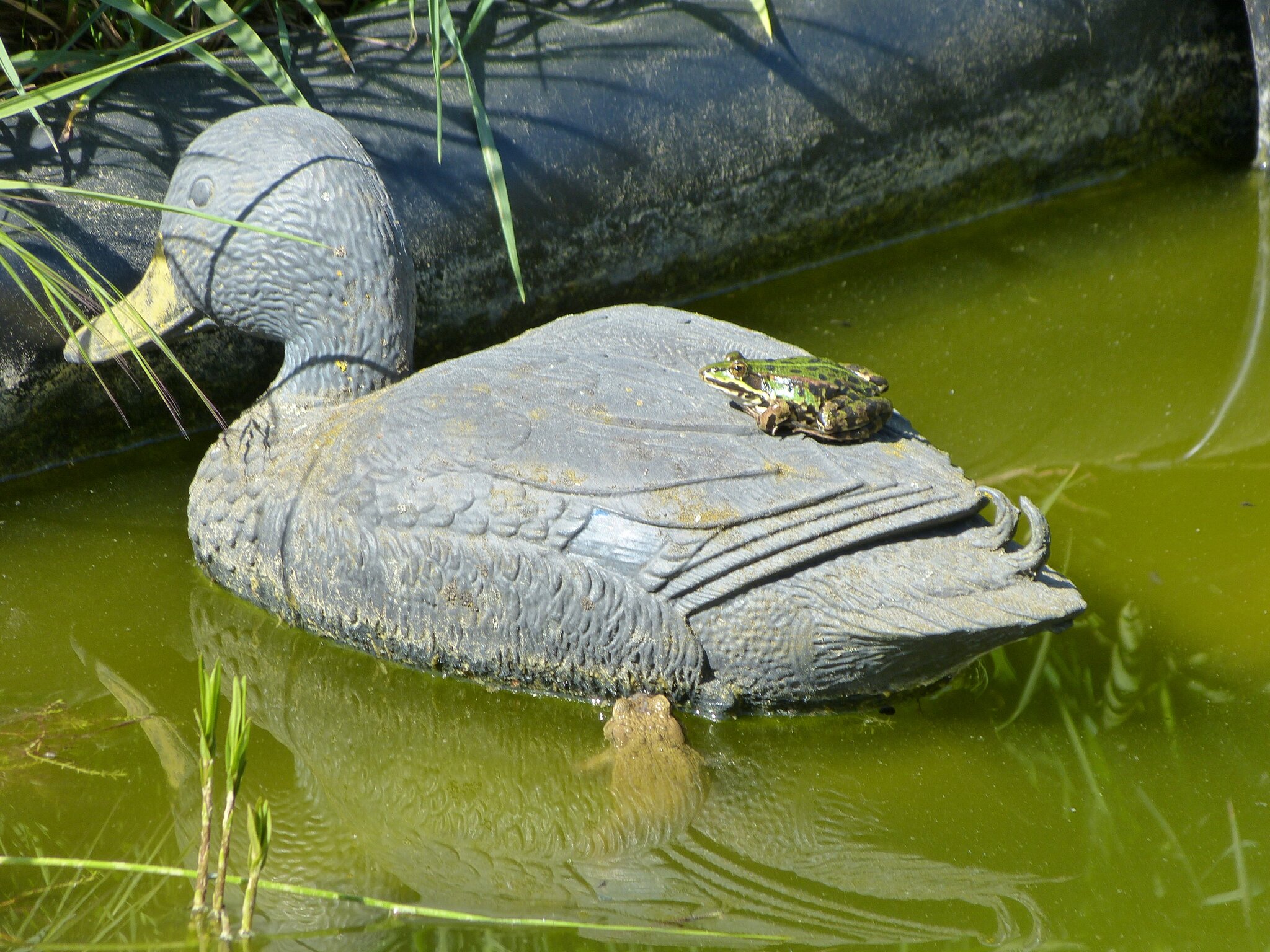 Eine Ente als Taxi für den Frosch
