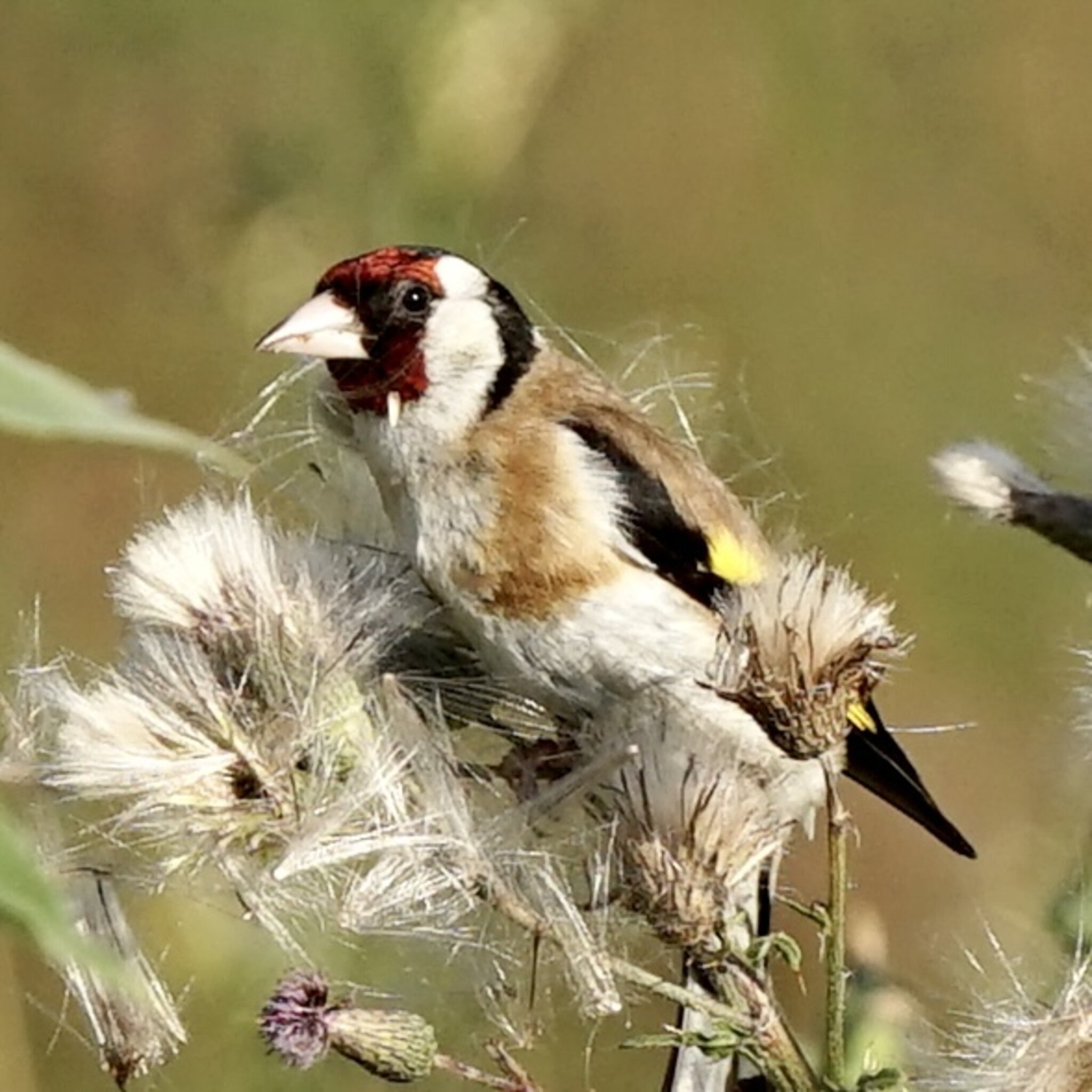 Distelfink alias Stieglitz