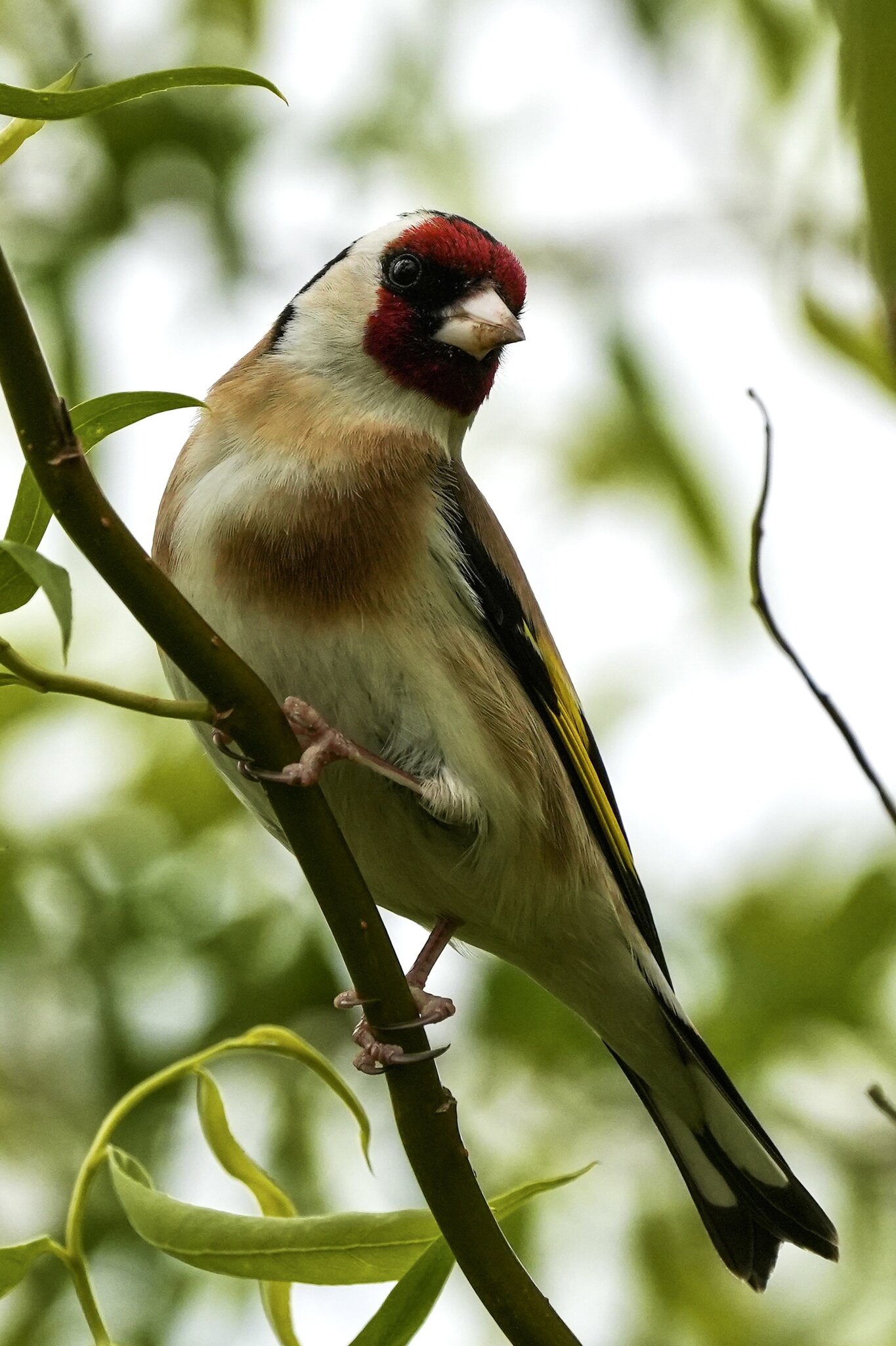 Distelfink zu Besuch im Garten